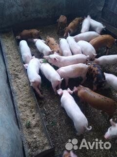 Поросята
