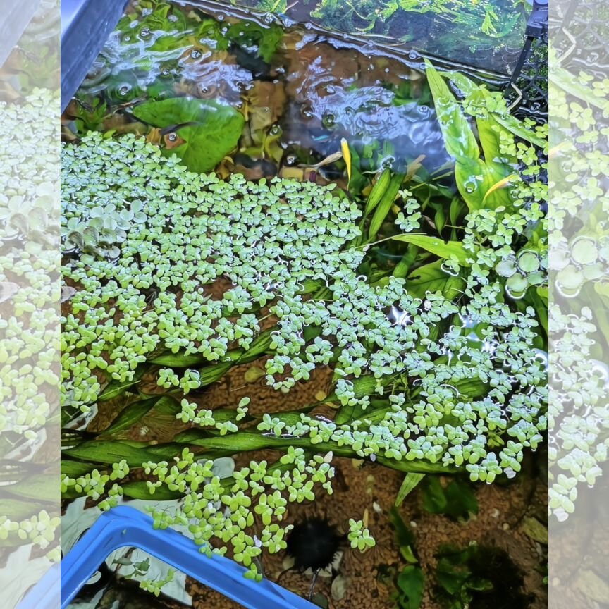 Ряска, роголистник