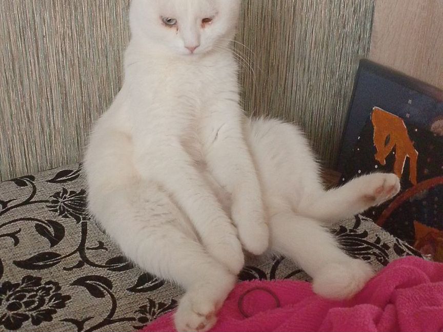 Кот в добрые руки