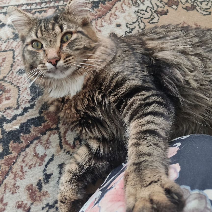 Взрослый кот в добрые руки