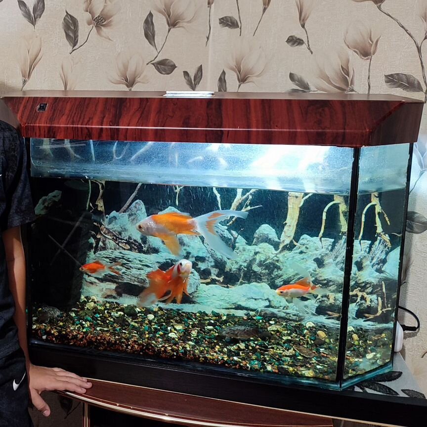 Аквариум с рыбками