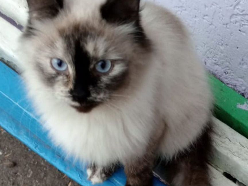 Кошка в добрые руки