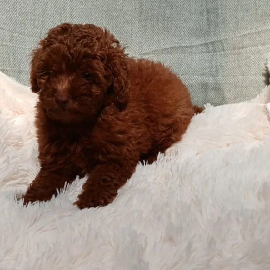 Той-пудель, щенок