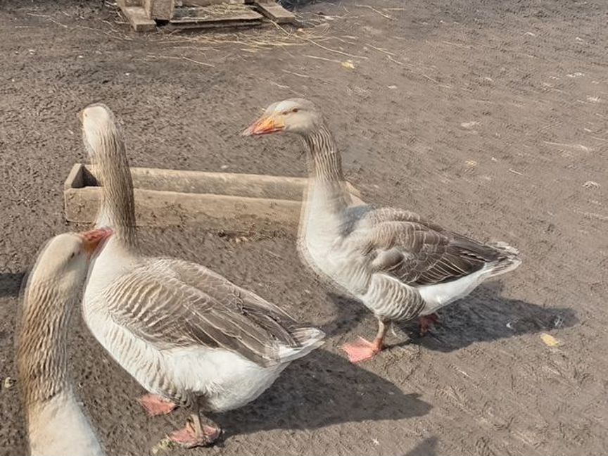Гусак на племя
