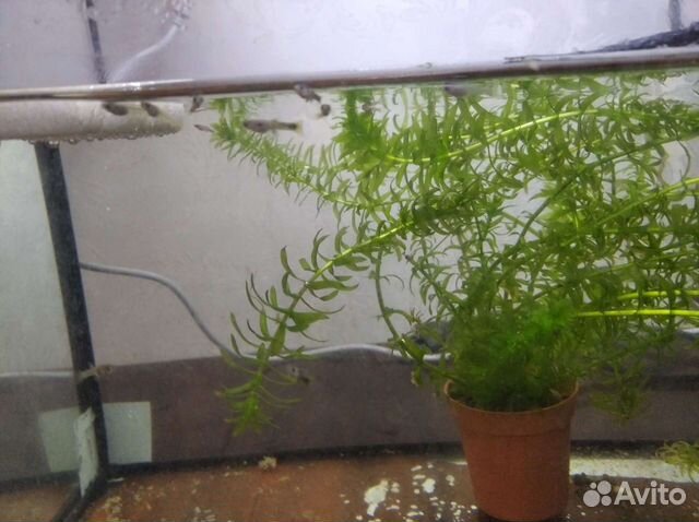 Малек гуппи