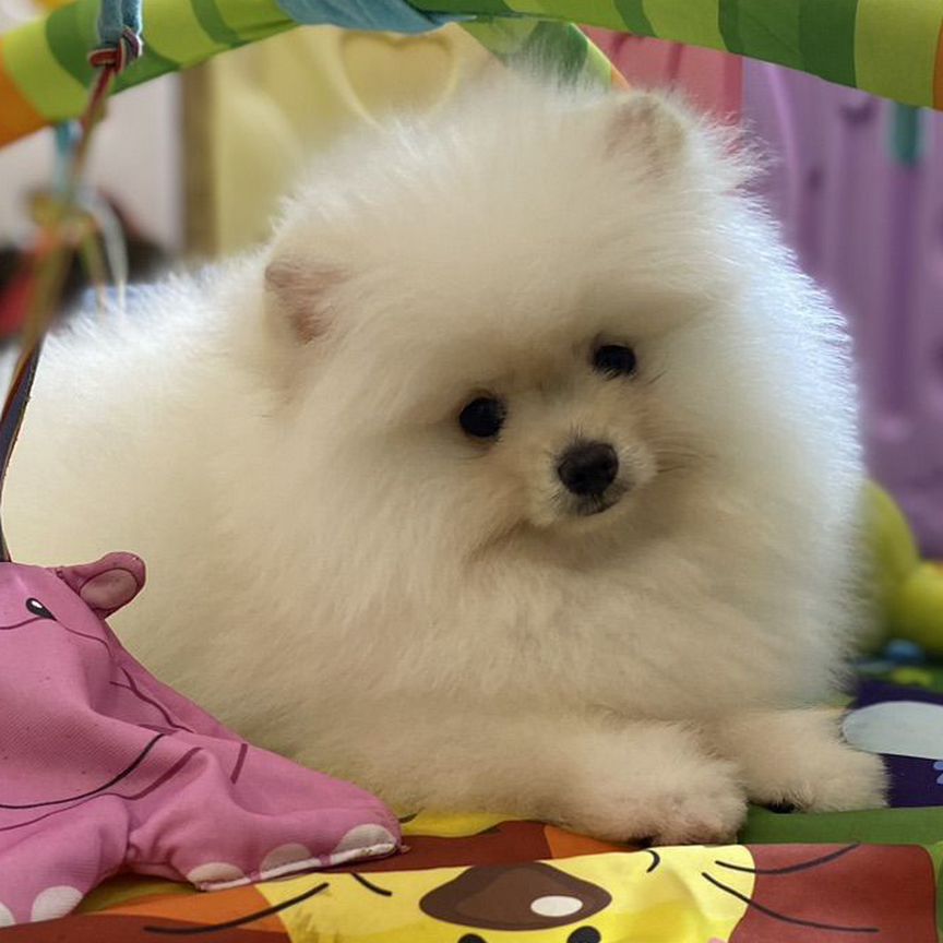 Померанский шпиц