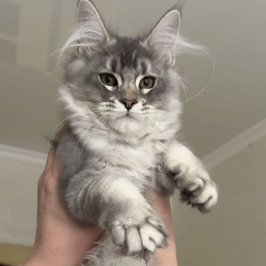 Мейн-кун кот