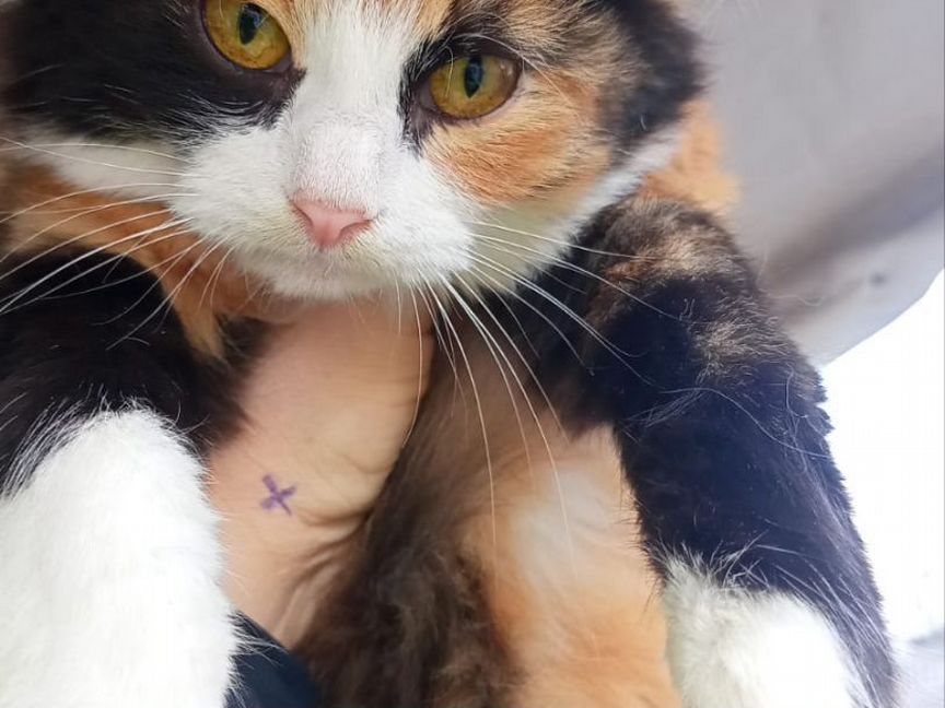 Котёнок пушистый 4-5 мес