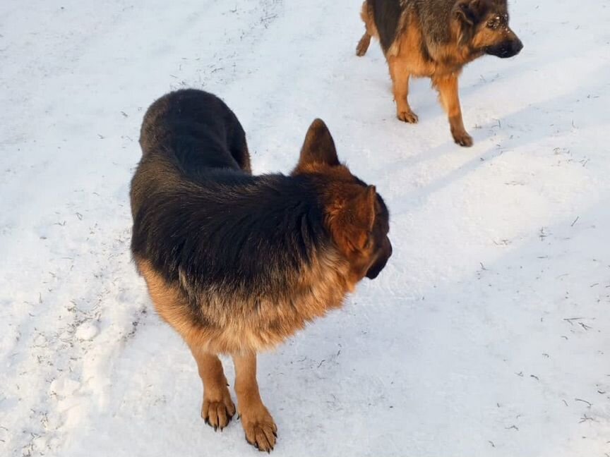 Немецкая овчарка