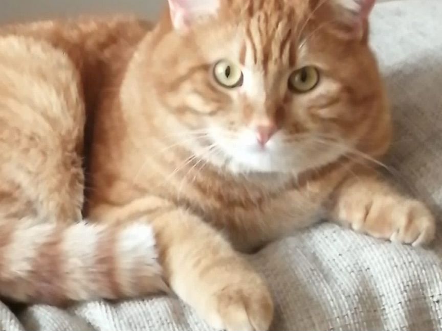 Котик Рыжик в добрые руки