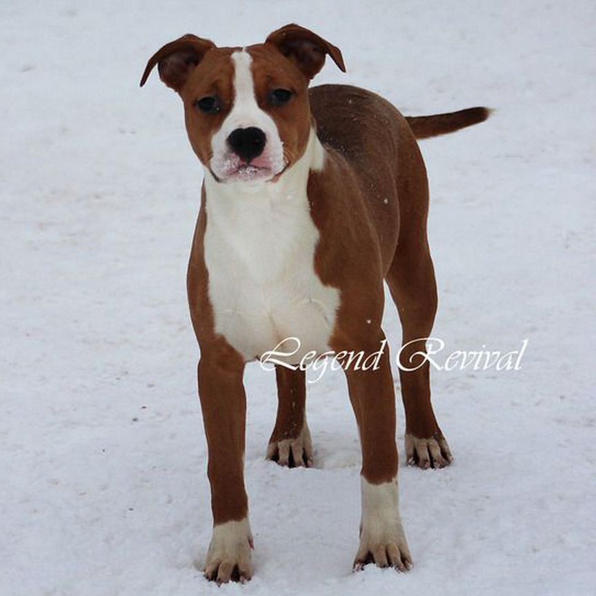 Американский стаффордширский терьер, щенок