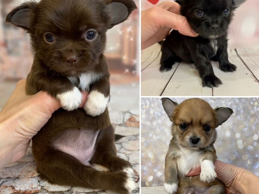 Щенки чихуахуа