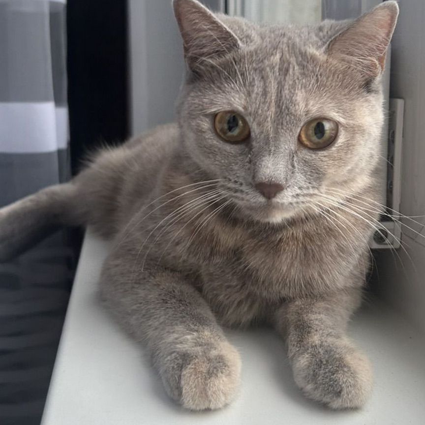 Взрослая, Девочка кошка в добрые руки