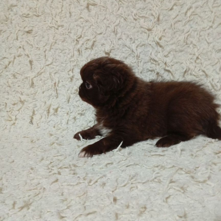 Щенки чихуахуа