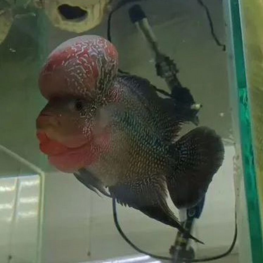 Флавер хорн рыба