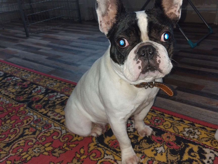 Нужен кобель на вязку французский бульдог