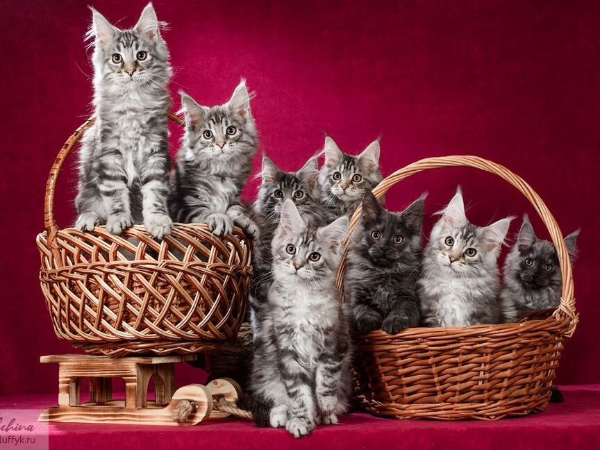 Котята мейн-кун