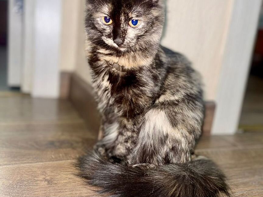 Котодевочка Юта ищет дом