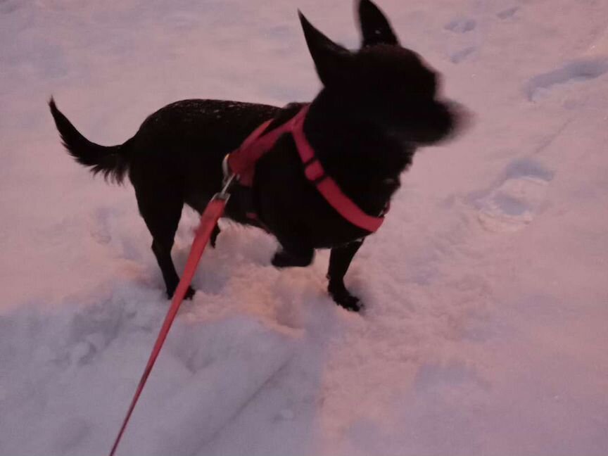 Собака в добрые руки русский той