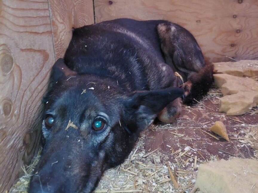 Всю жизнь в приюте