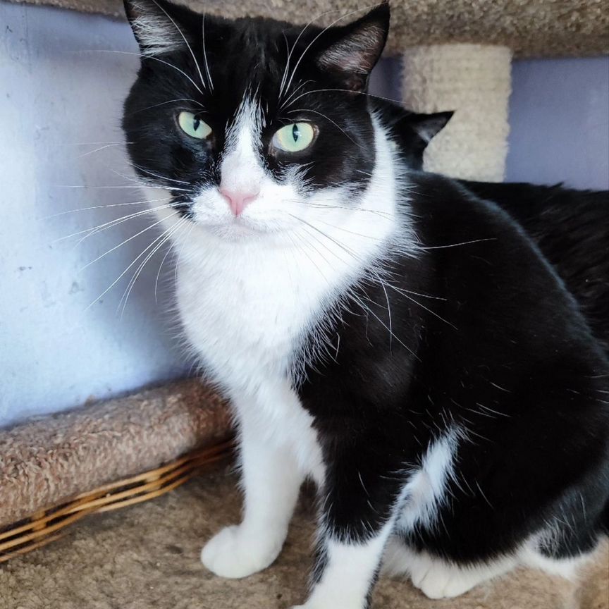 Кошки в добрые руки