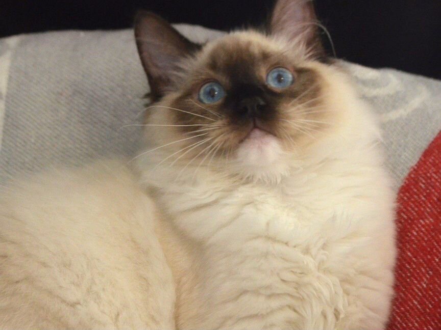 Уникальные и ласковые котята регдолл