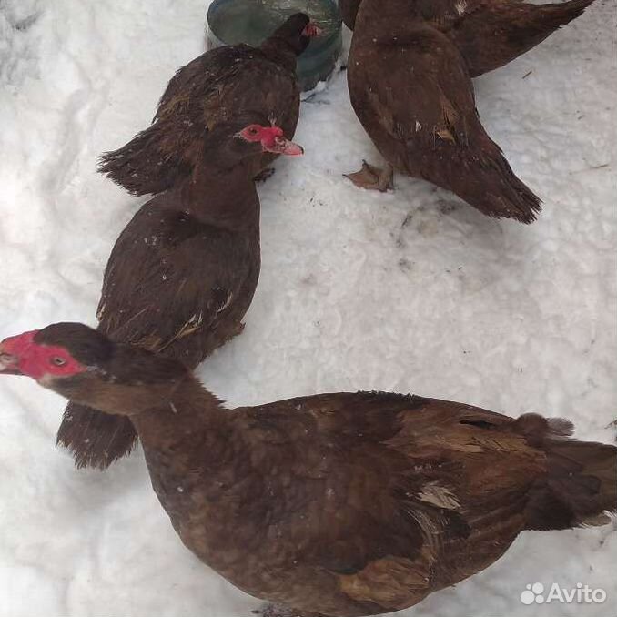 Утки породы Канадская шоколадная