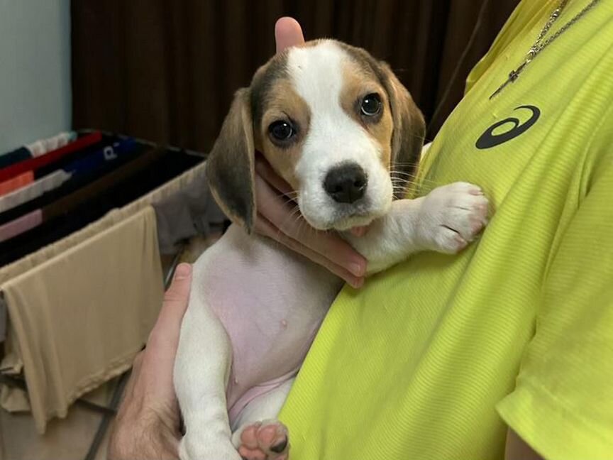 Щенок бигль девочка