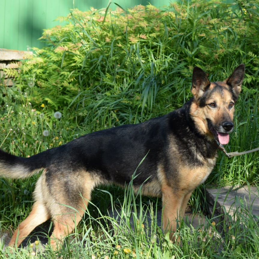 Овчароид Вега в добрые руки