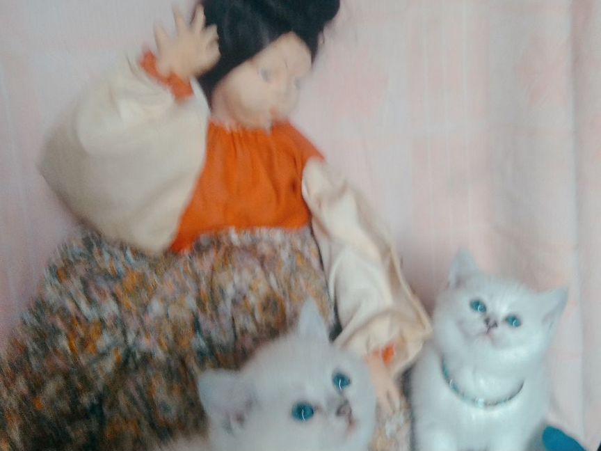 Британская Шиншилла