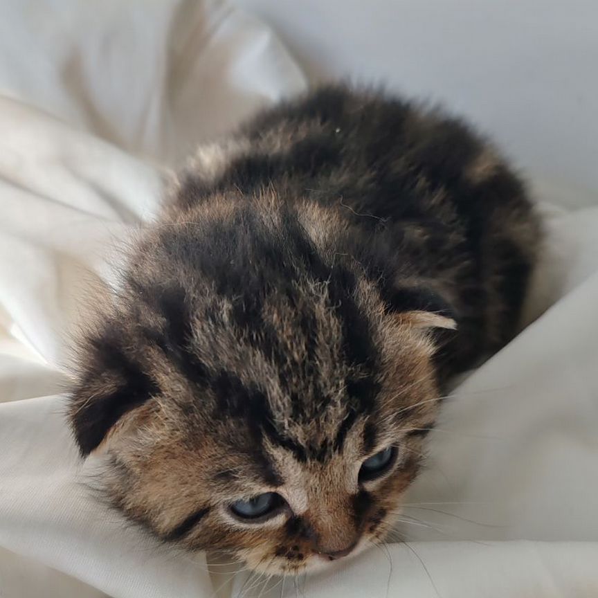 Шотландские котята