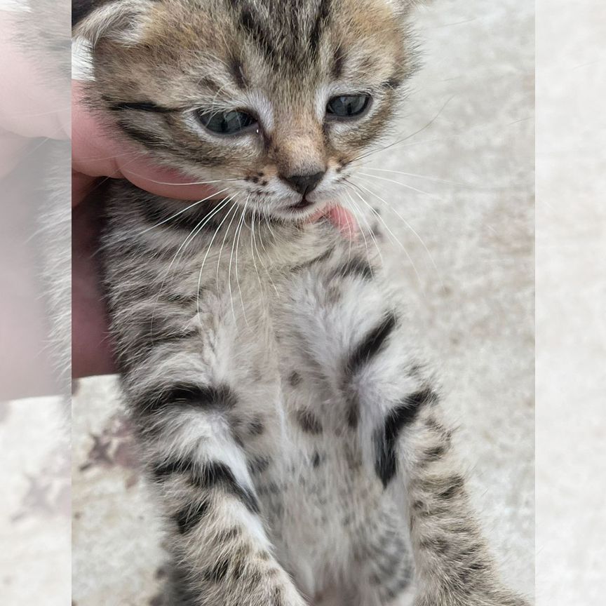 Котята порода веслоухая