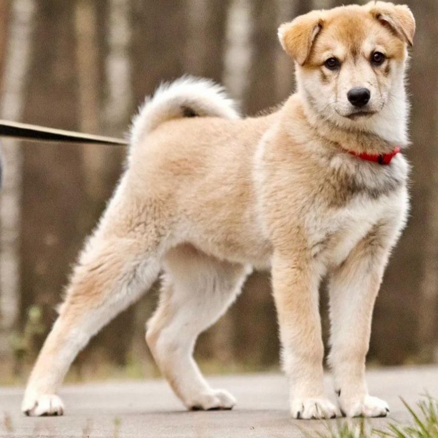 Лайка, щенок