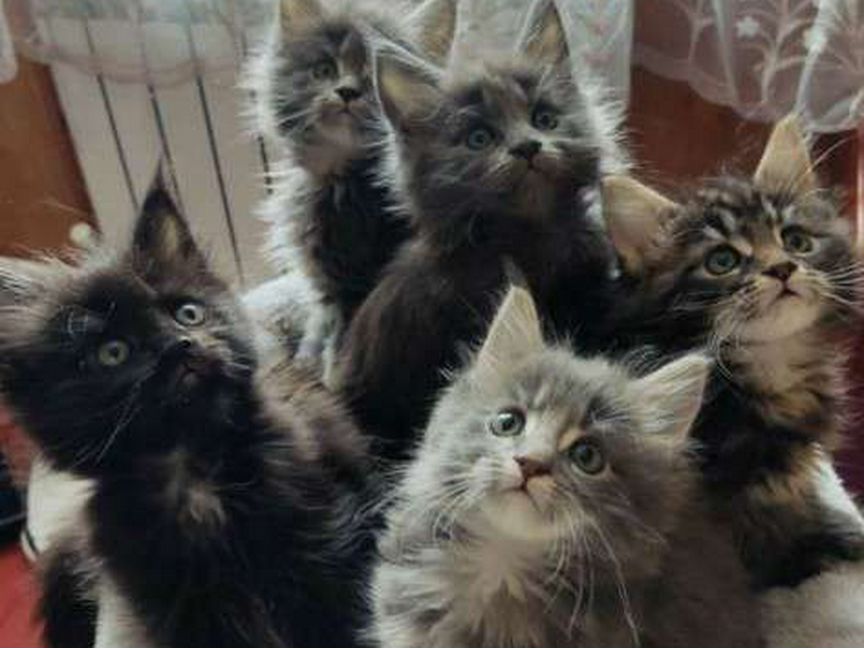 Лохматые тигрята разных окрасов