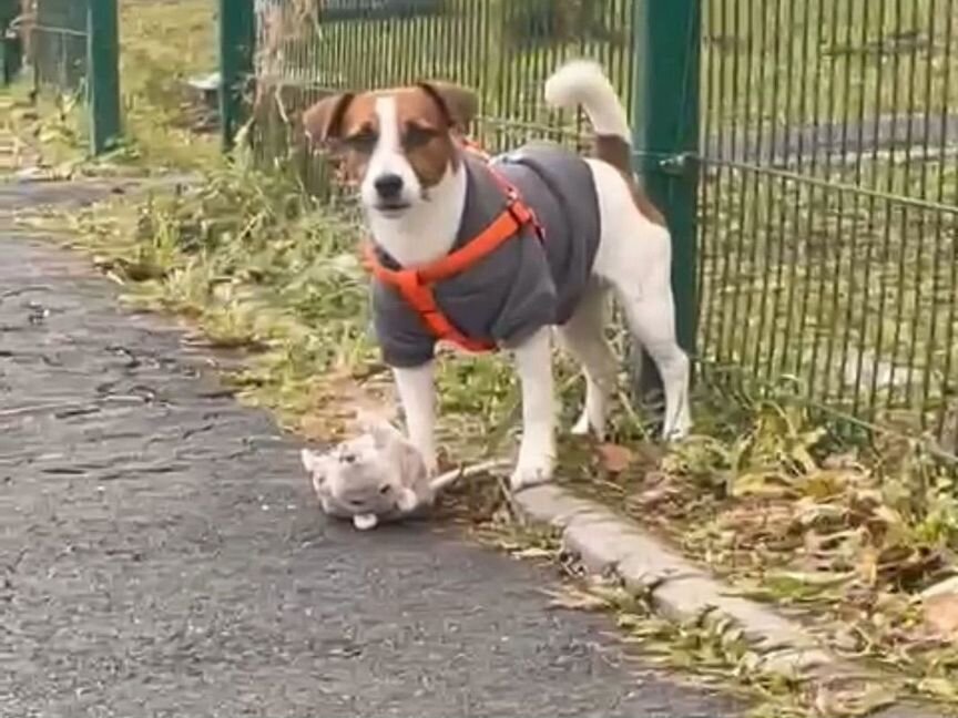 Джек Рассел терьер породистый молодой кобель