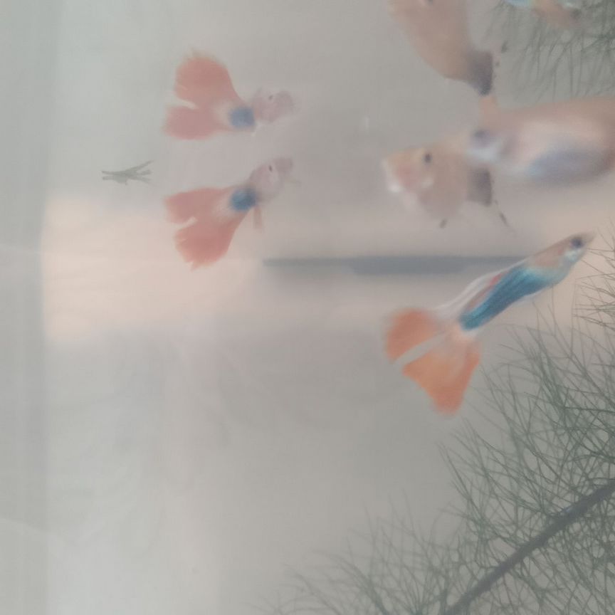 Мальки гуппи Берлинские