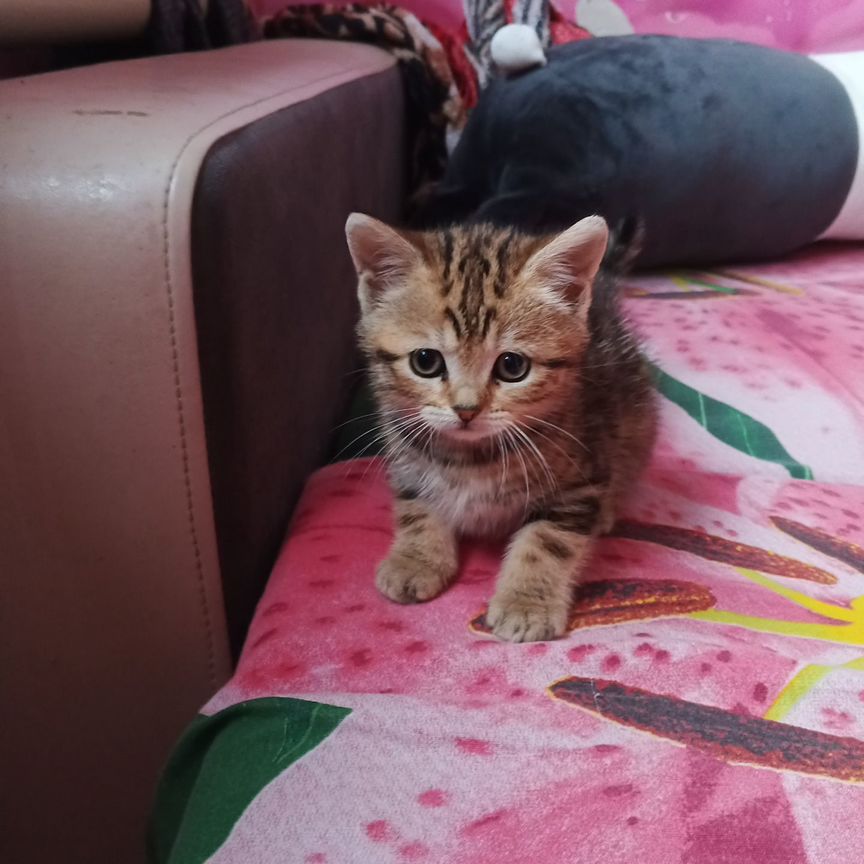 Продается девочка шотланка