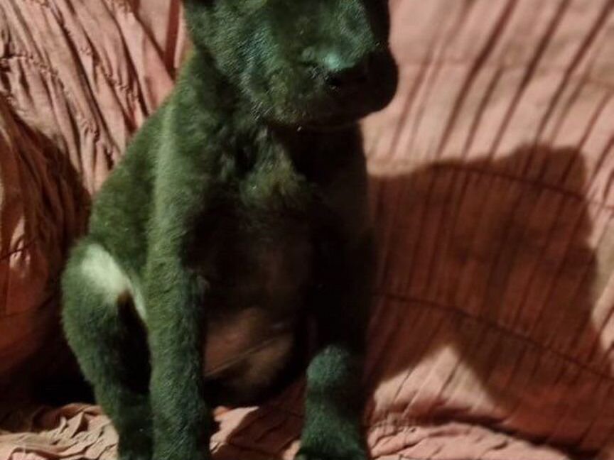 Щенок в добрые руки