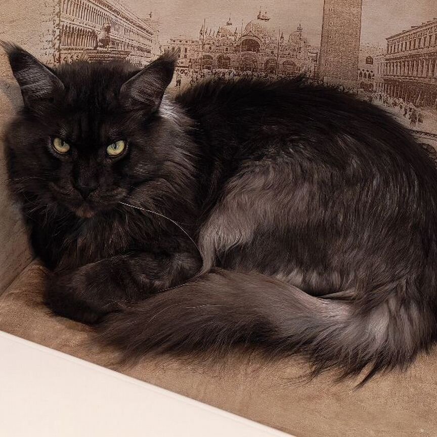 Мейн-кун, взрослый кот