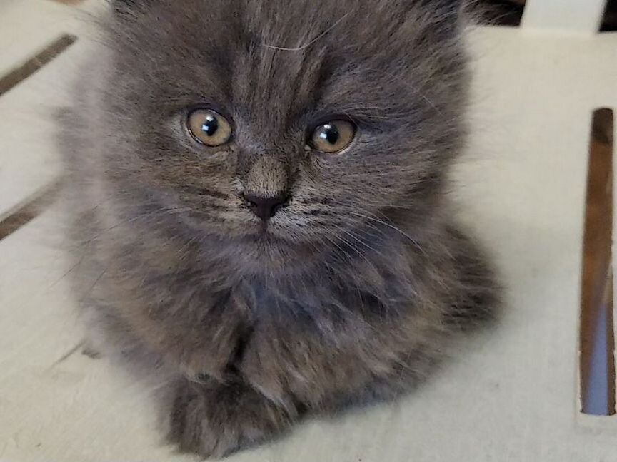 Котята 2 мес