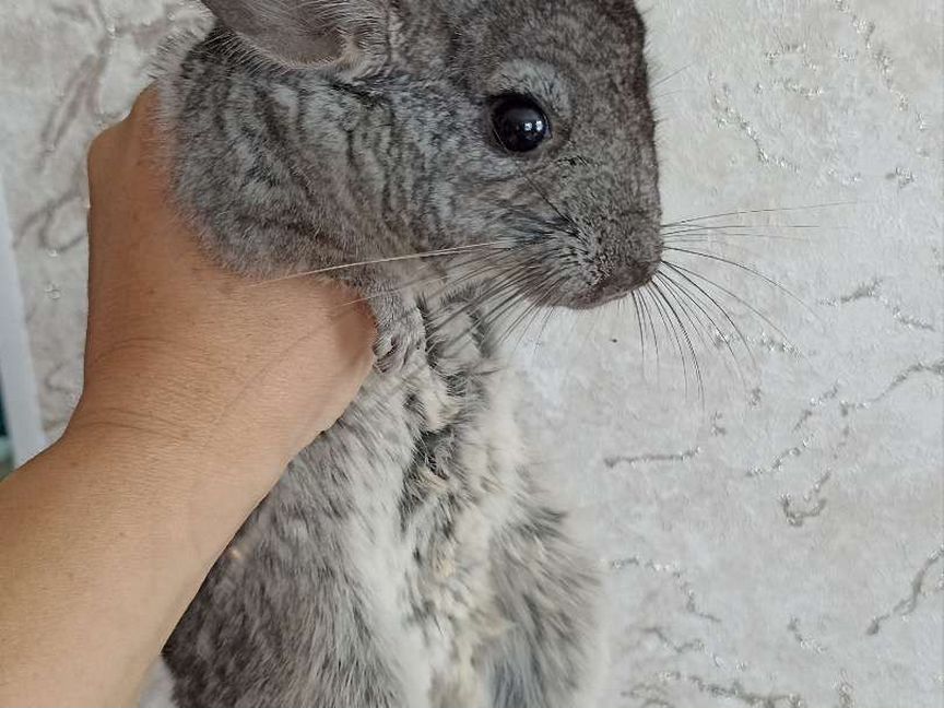 Шиншилла
