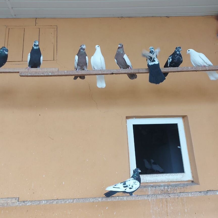 Продажа голубей