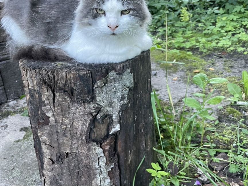 Кот Ангелочек