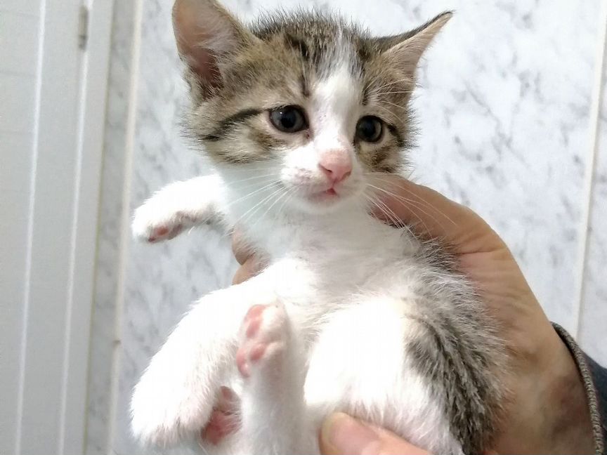 Малявочка в добрые руки