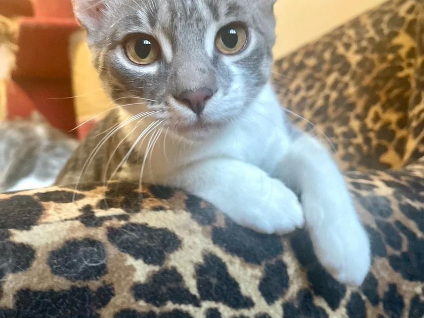 Котик в добрые руки,Барс 4 мес
