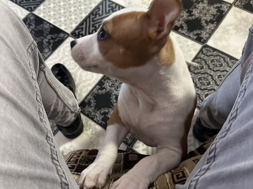 Американский стаффорд