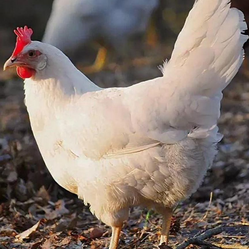 Куры несушки
