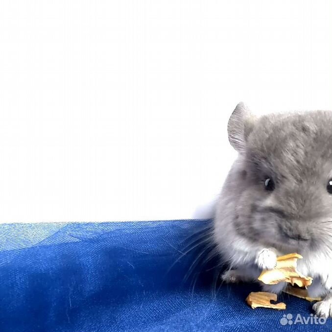 Фиолетовая ангора самец шиншилла