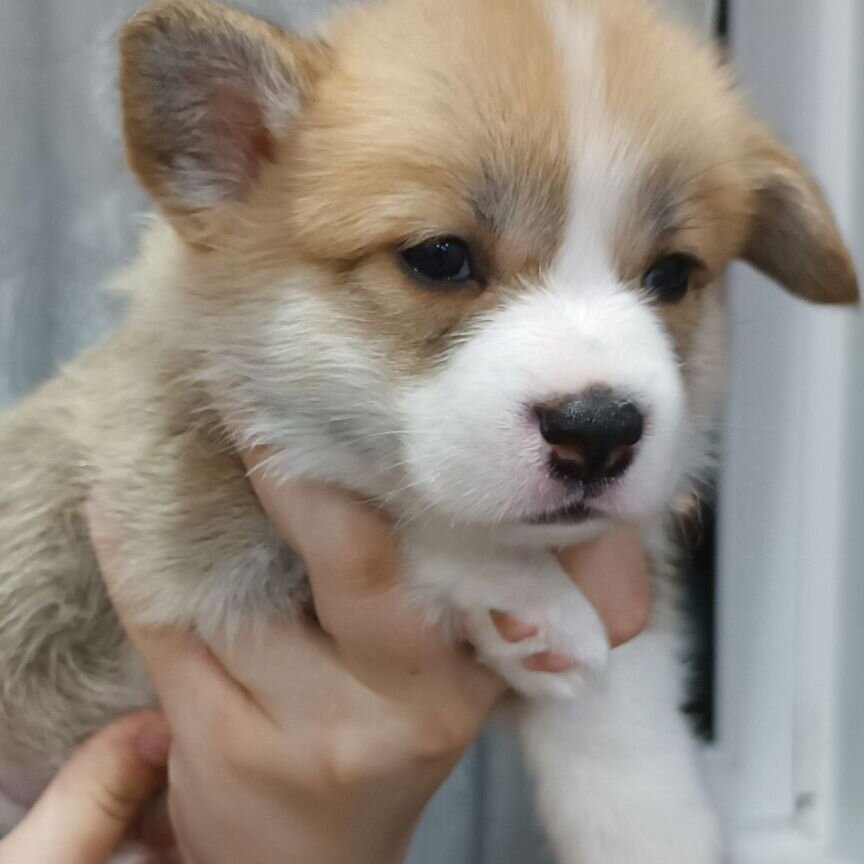 Вельш-корги пемброк