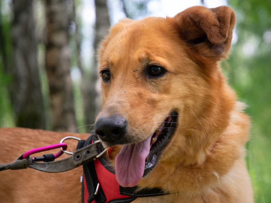 В добрые руки